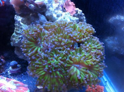 JBJ 30 Gallon Rimless Tank Build | Reef Central Online Community